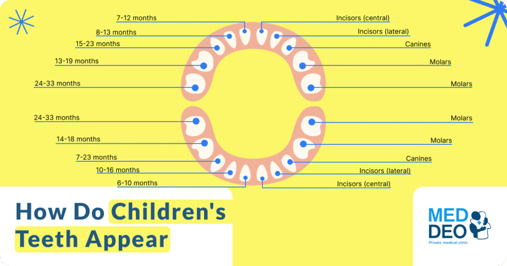 When and How Do Children's Teeth Appear? Tooth Growth Timeline.